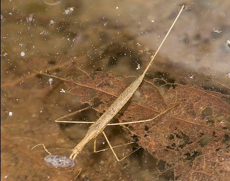 Arizona: Beetles, Bugs, Birds and more: Aquatic Arthropods in Arizona